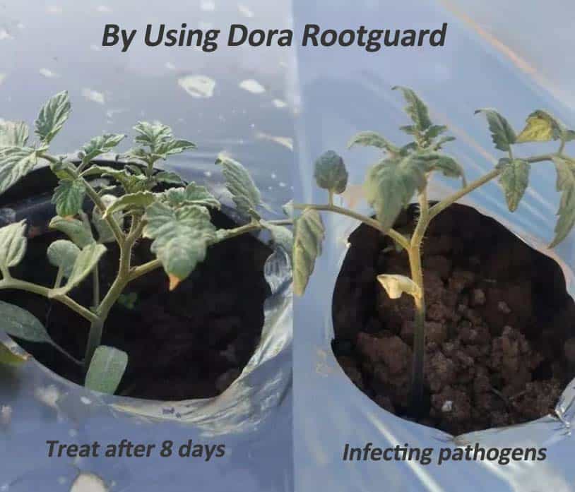 Crop death is not terrible solving solution is the key! — Doraagri ведущий поставщик ...