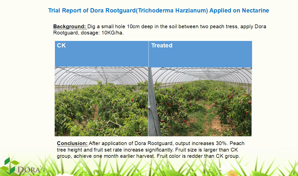Dora Rootguard the Best Partner of Humic Acids — Doraagri ведущий поставщик биостимуляторов для ...