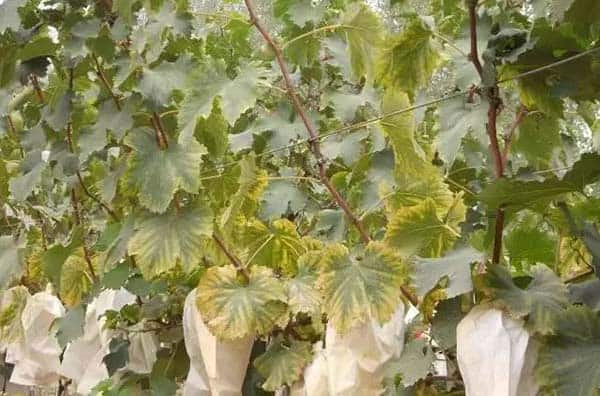 What’s symptom of grape magnesium deficiency？ — Doraagri ведущий ...