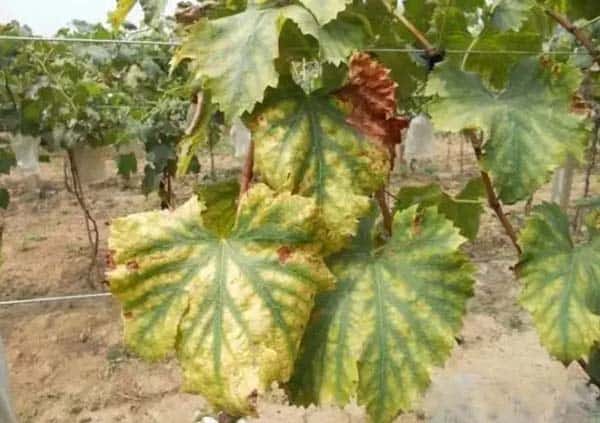 Why grapes have magnesium deficiency - Dora Agri-Tech