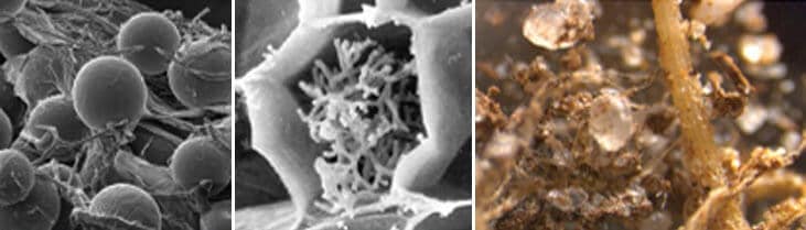 Why Mycorrhizae is Necessary for Agriculture - Dora Agri-Tech