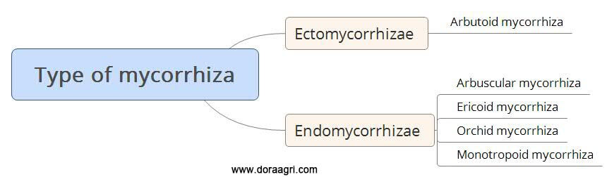 Why Mycorrhizae is Necessary for Agriculture - Dora Agri-Tech
